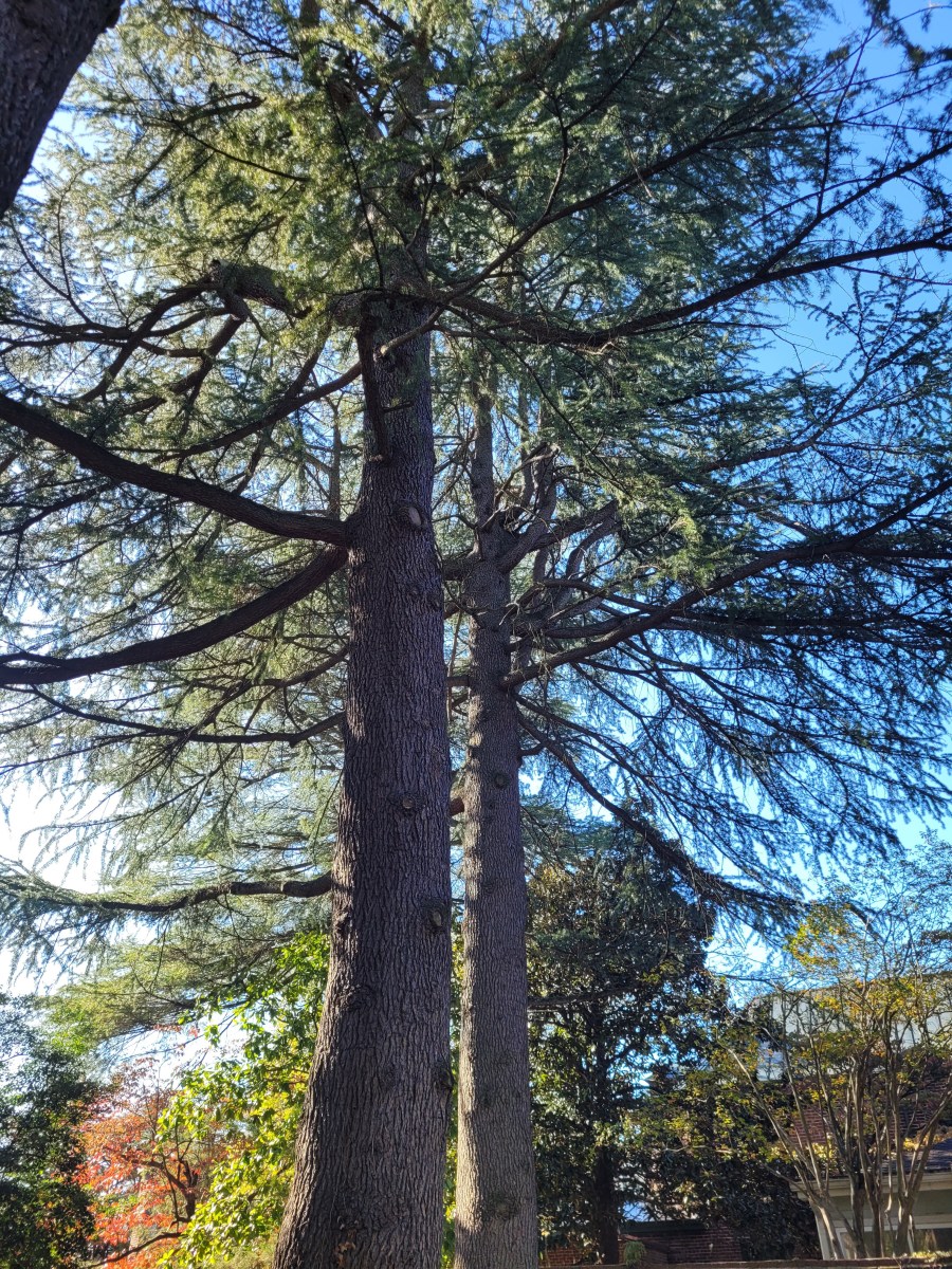 Seven sisters and a Circle of Cedar – Florence Brooks